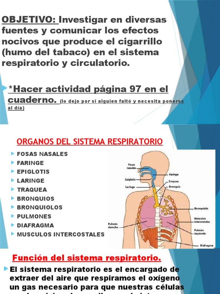 Sistema Respiratorio Quinto Básico | PDF