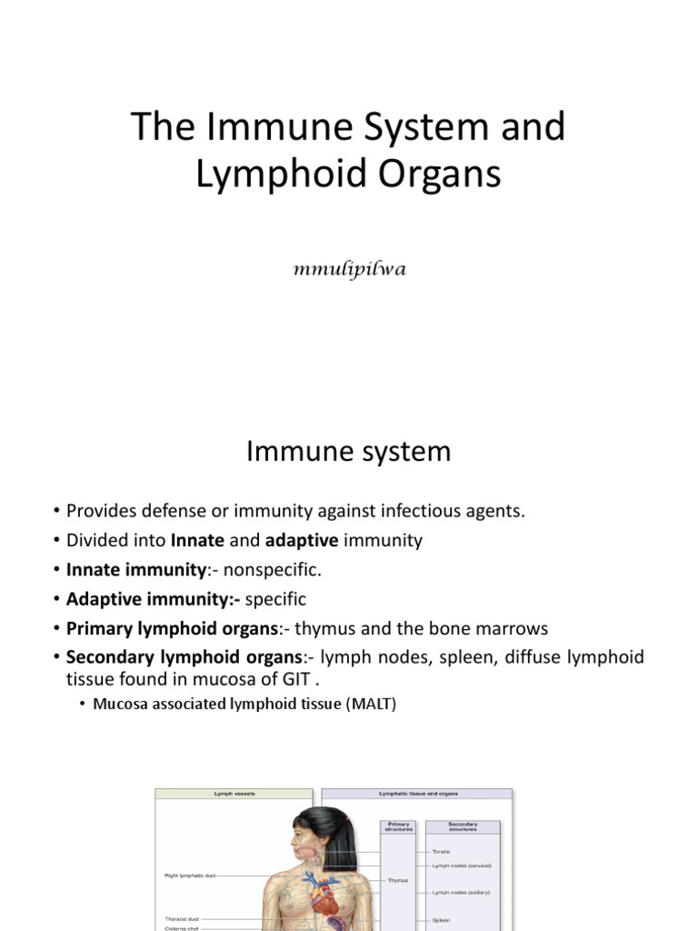 The Immune System and Lymphoid Organs | PDF | Lymph Node | Immune System