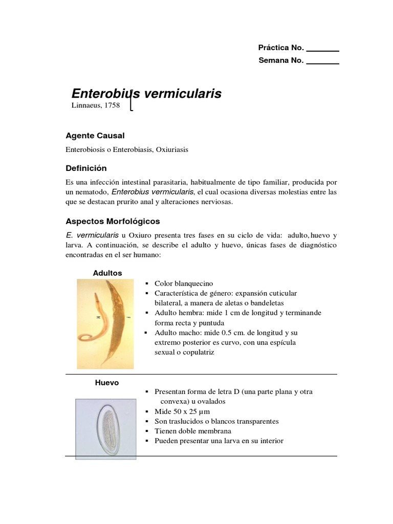 Enterobius Vermicularis Manual - LISTO | PDF | Especialidades Medicas ...