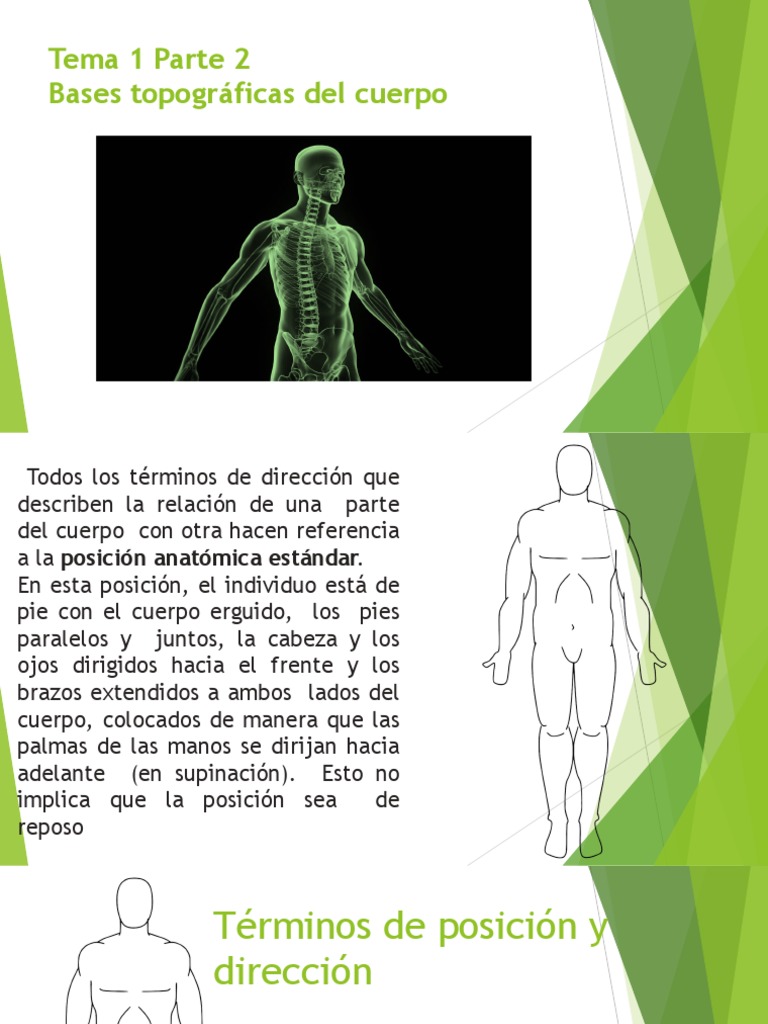 Unidad 1.2 Planos y Regiones Anatómicas, Posiciones Del Paciente Anatomofisiología y Patología ...