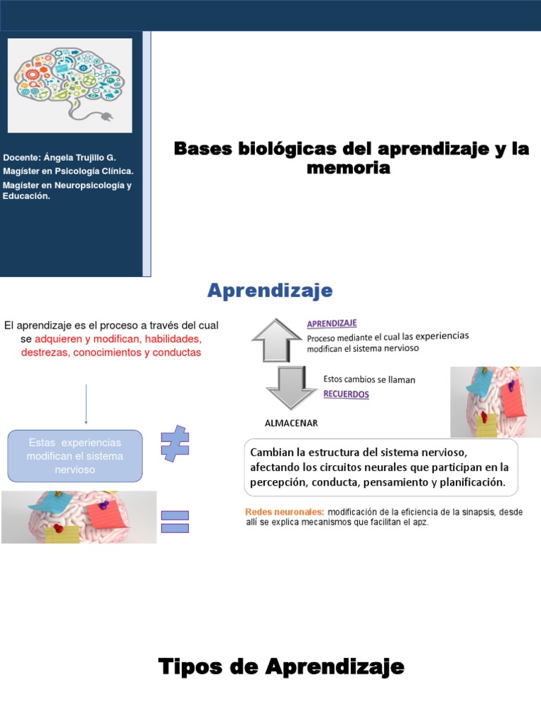 8- Bases Biológicas Del Aprendizaje y La Memoria | PDF | La ...