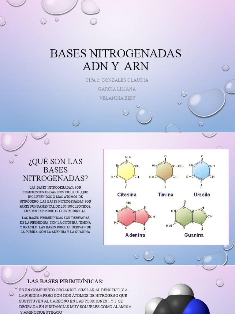 Bases Nitrogenadas | PDF