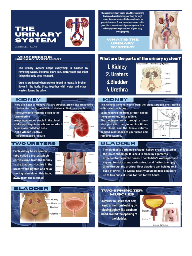 Urinary System | PDF