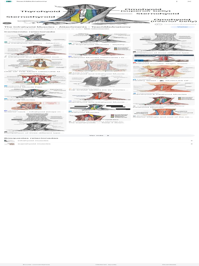 Infrahyoid Muscles Overview | PDF