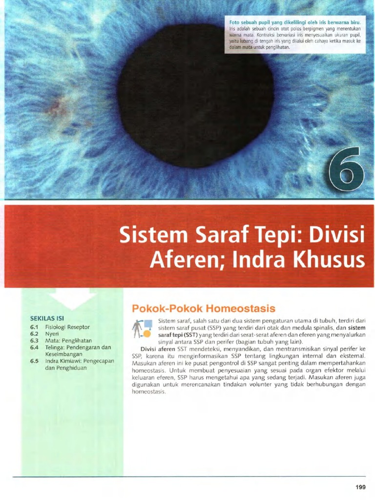 Bab 06 Sistem Saraf Tepi - Divisi Aferen Indra Khusus | PDF
