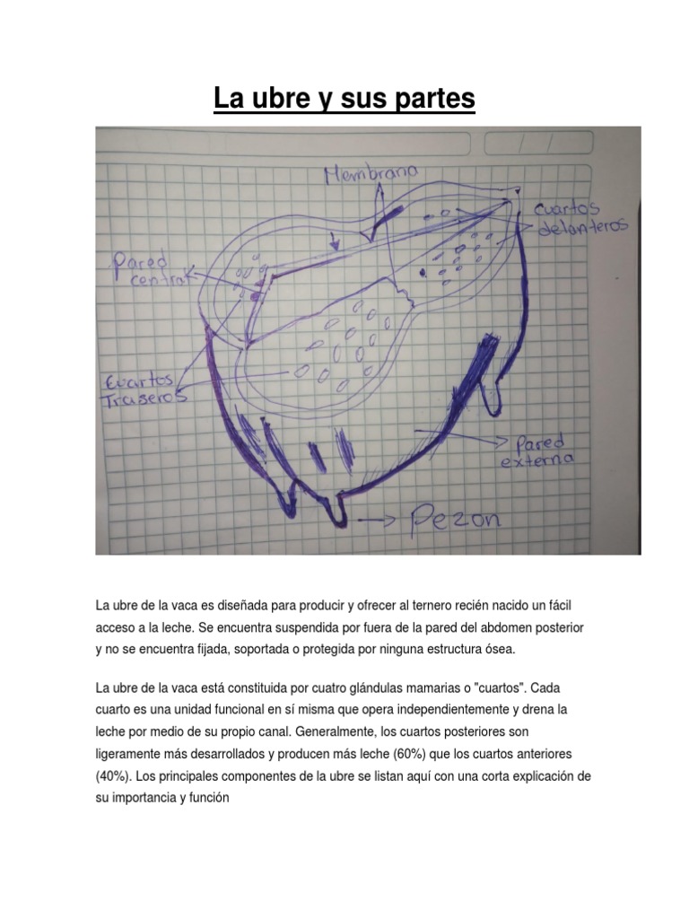 La Ubre y Sus Partes | PDF