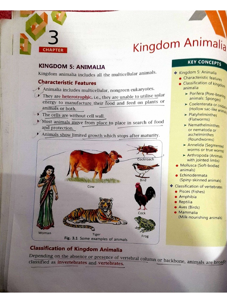 Biology Class 7: KINGDOM ANIMALIA | PDF