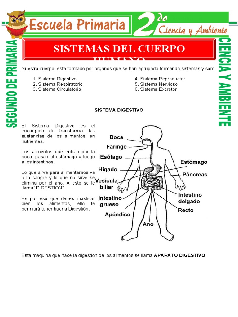 Sistema Del Cuerpo Humano Para Segundo De Primaria Pdf