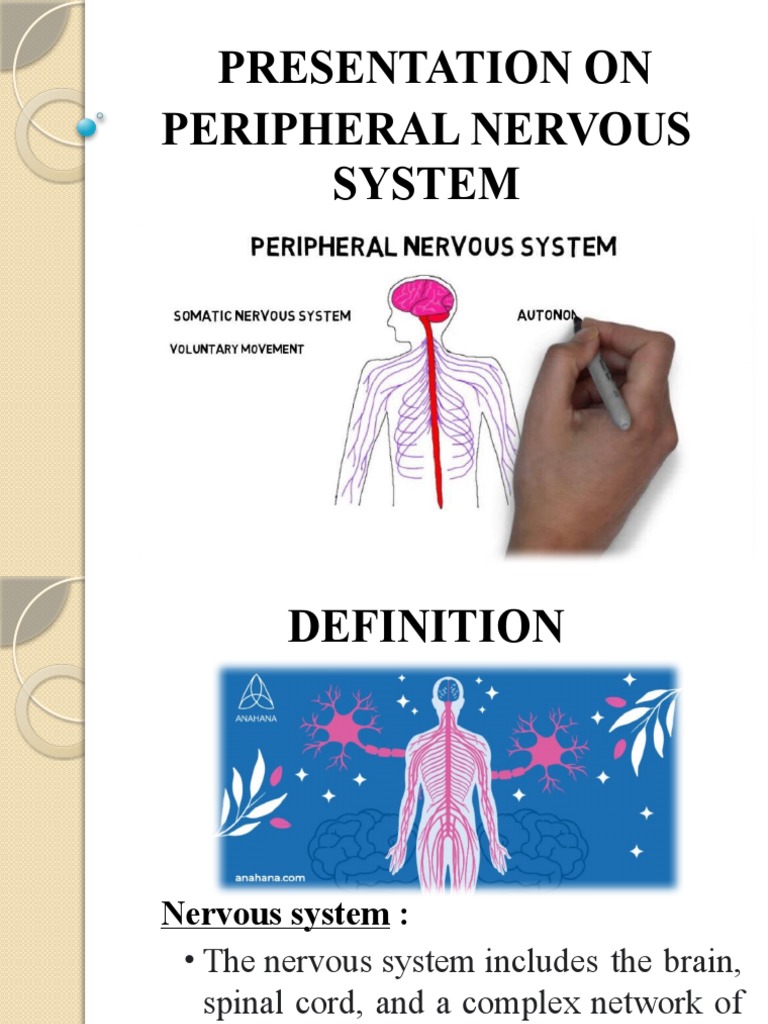 On Peripheral Nervous System | PDF