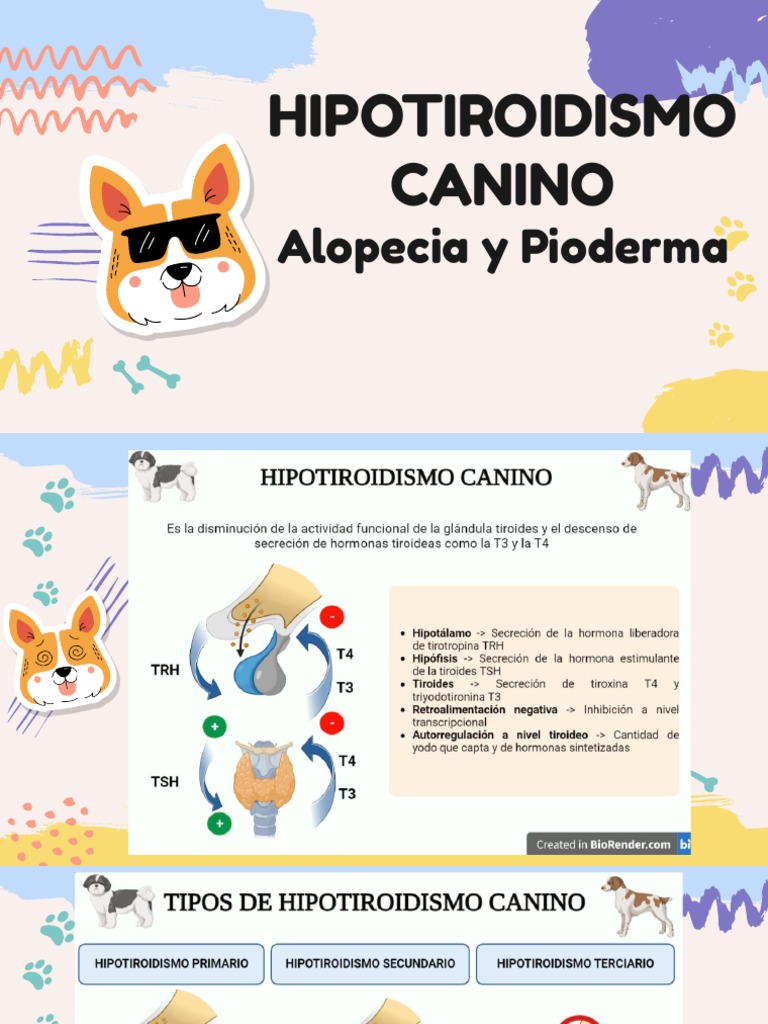 Hipotireoidismo Canino: Alopecia e Pioderma | PDF