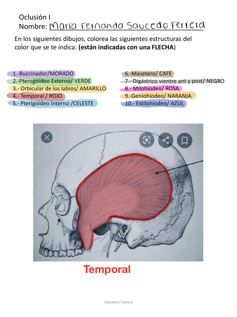 Anatomía 3 | PDF