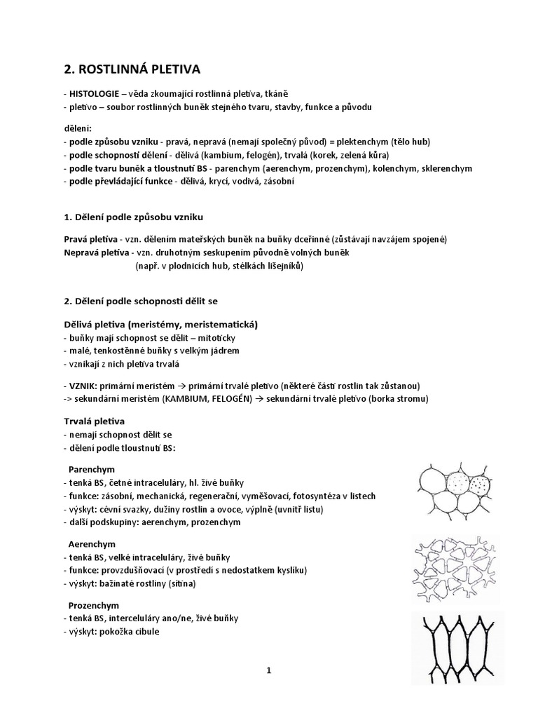 02 Rostlinna Pletiva | PDF