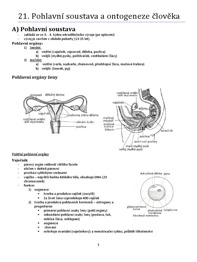 Bi21 Pohlavni Soustava Ontogeneze | PDF