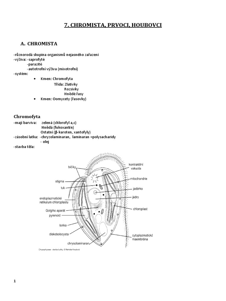 Bi07 Chromista Prvoci Houbovci | PDF