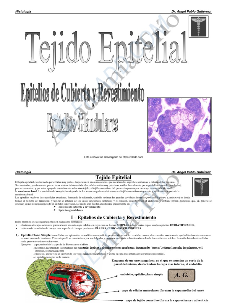 04 Tejido Epitelial - Apunte 2019 | PDF | Epitelio | Hormona 04 Tejido Epitelial - Apunte 2019 | PDF | Epitelio | Hormona