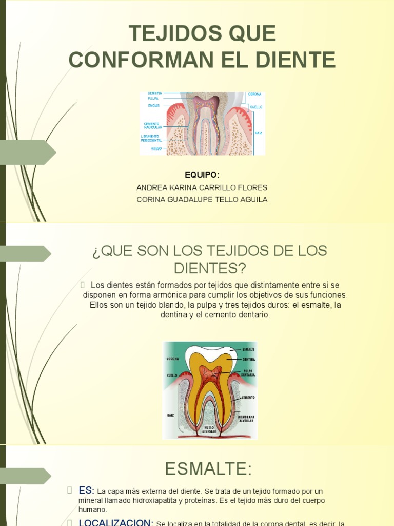 Tejidos Que Conforman El Diente | PDF | Esmalte de dientes | Dentina