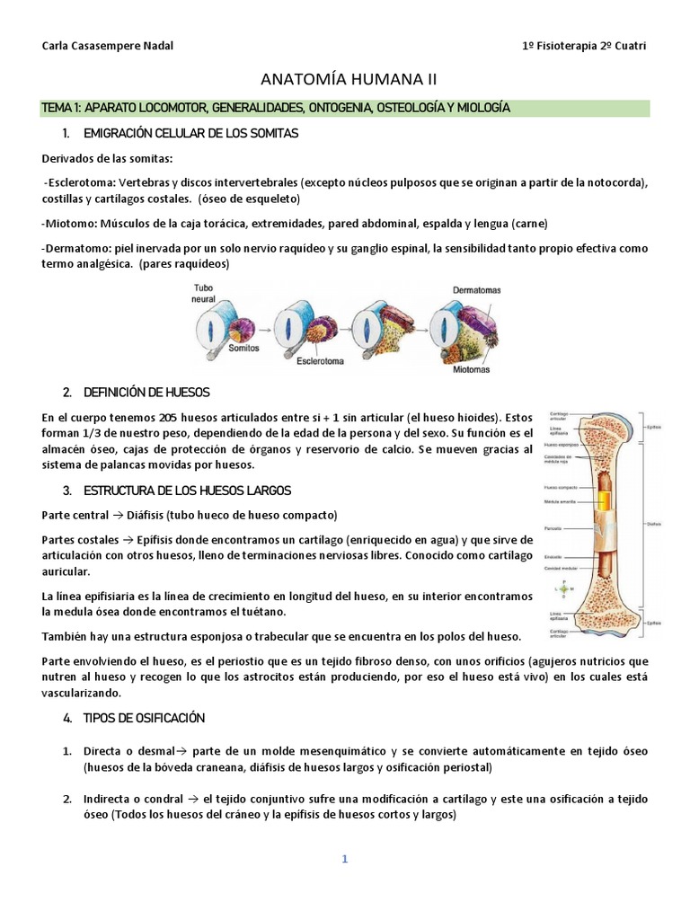 Anatomía Humana Ii | PDF | La columna vertebral | Vértebra