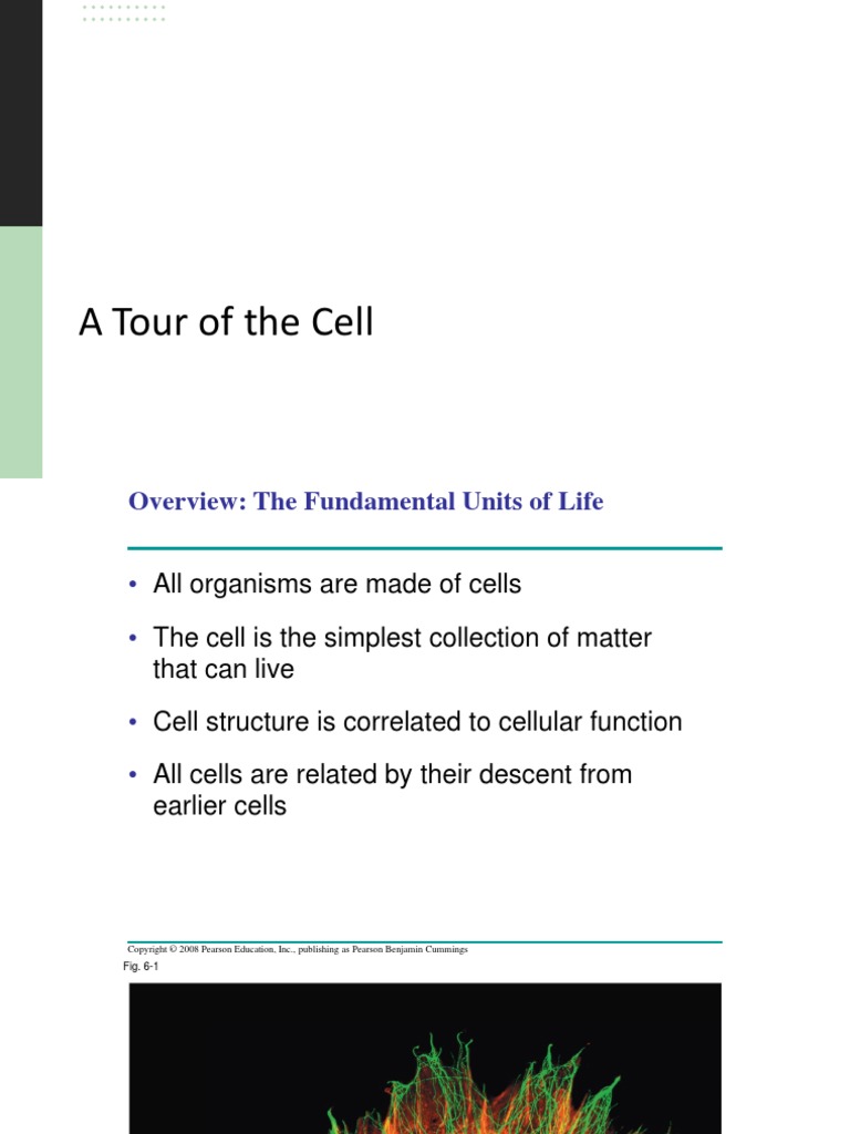 Cell | PDF