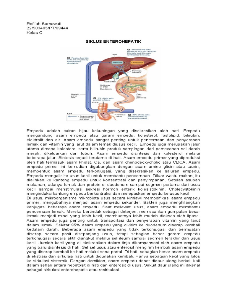 Siklus Enterohepatik | PDF