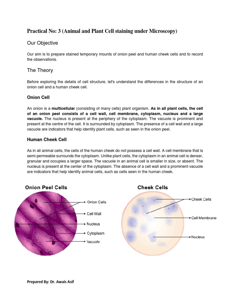 Onion vs Cheek Cell Structure Analysis | PDF | Cell (Biology) | Cytoplasm