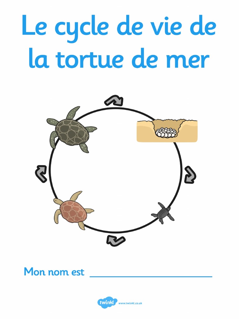 DDM Cycle Vie Tortue | PDF