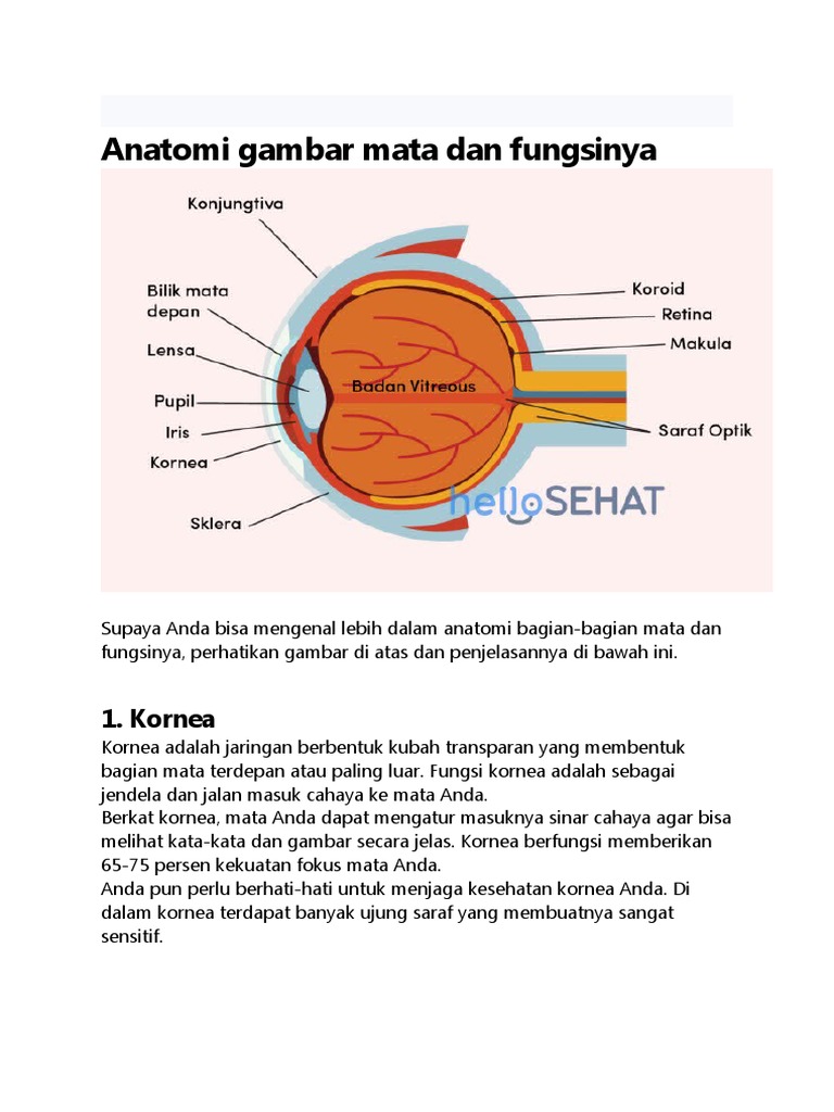 Anatomi dan Fungsi Bagian Mata | PDF | Pengembangan Diri | Sains ...