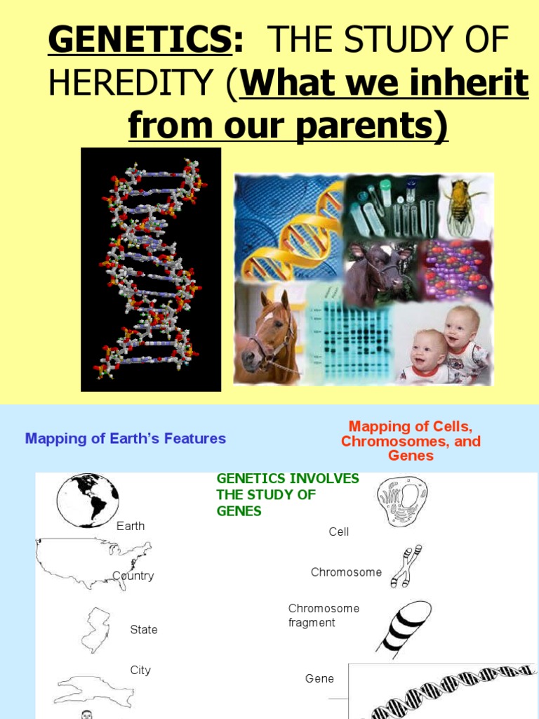 Mendelian Genetics | PDF | Dominance (Genetics) | Allele