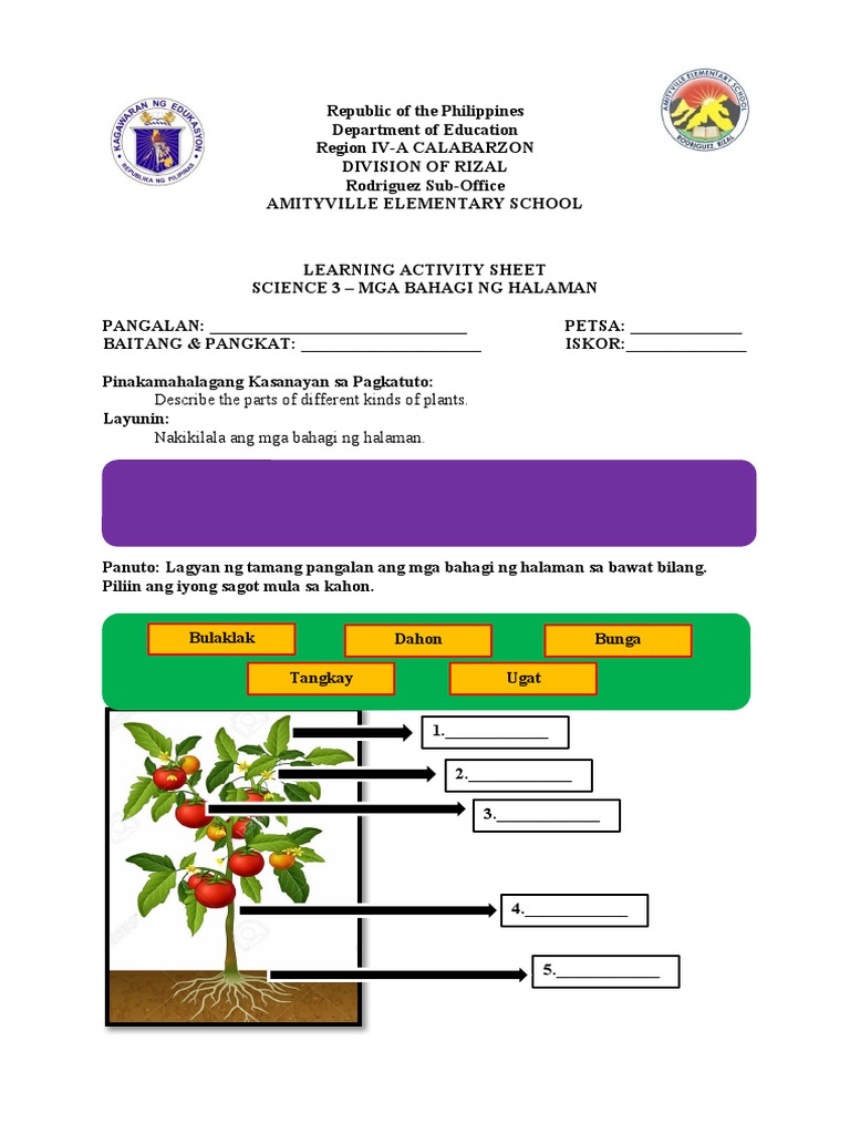 Learning Activity Sheet - Mga Bahagi NG Halaman | PDF