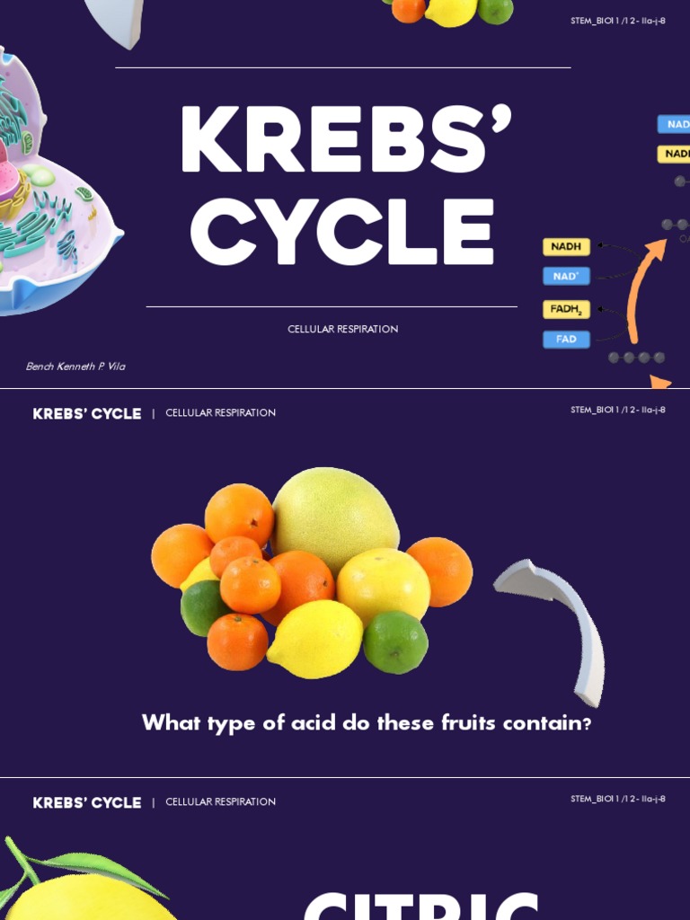 The Krebs Cycle | PDF