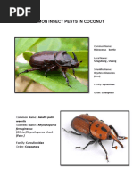 Diseases of Coconut | PDF | Coconut | Soil