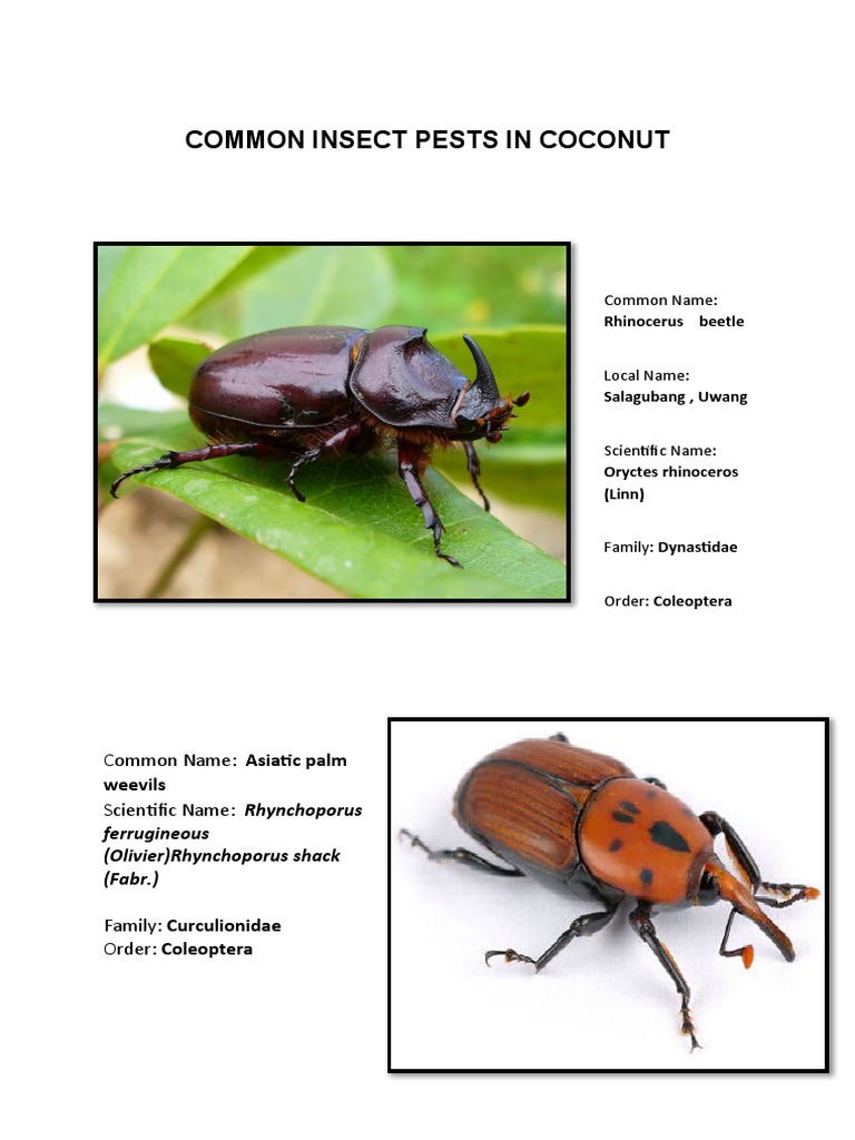 COMMON Insect PESTS IN COCONUt | PDF