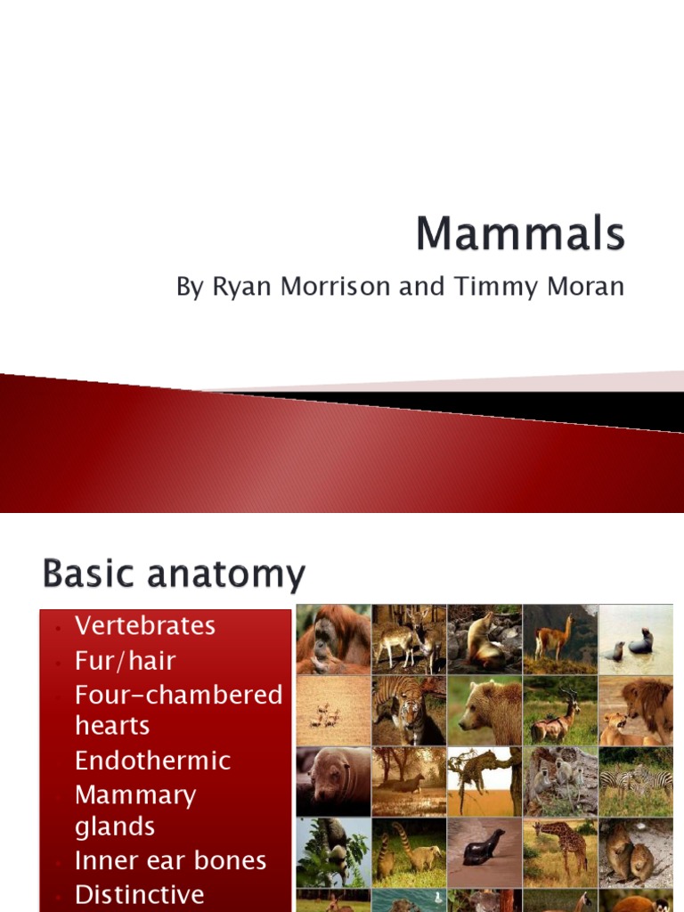 Characteristics and Life Cycles of Mammals | PDF | Mammals | Marsupials