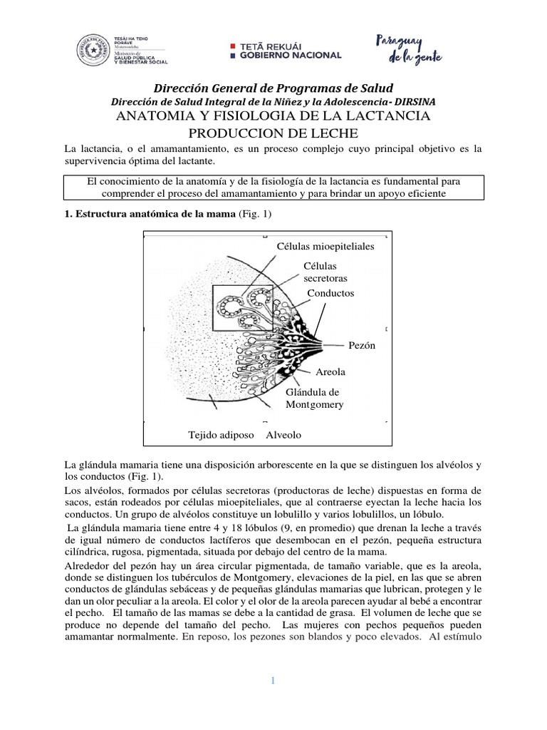 Anatomia y Fisiologia-Produccion D Eleche Materna | PDF | Lactancia | Pecho