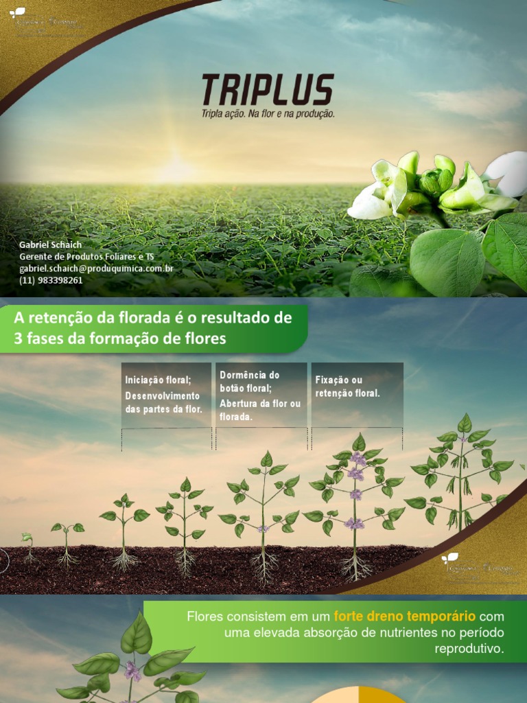 Apresentação Final Triplus | PDF