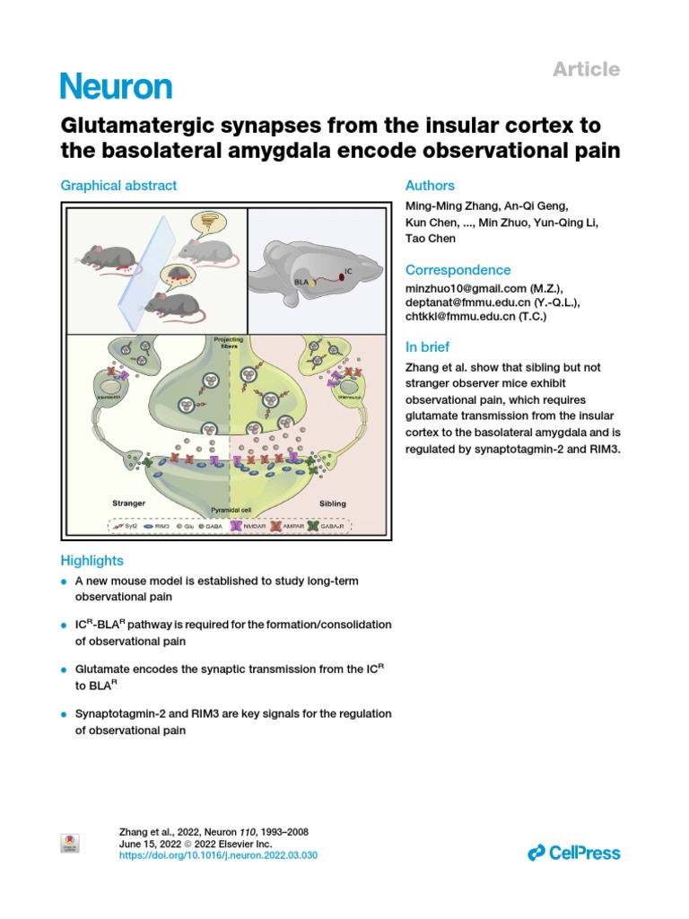 Neuron-Glutamatergic Synapses From The Insular Cortex To The ... Neuron-Glutamatergic Synapses From The Insular Cortex To The ...