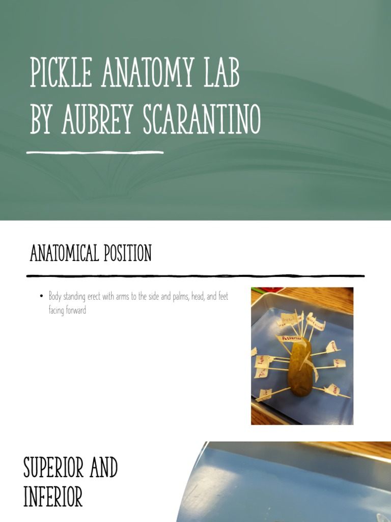 Pickle Anatomy Lab | PDF