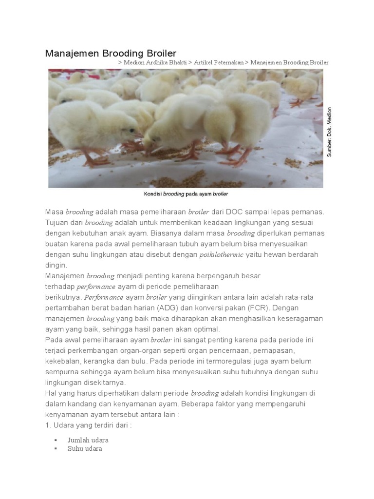 Manajemen Brooding Broiler | PDF | Kesehatan Holistik