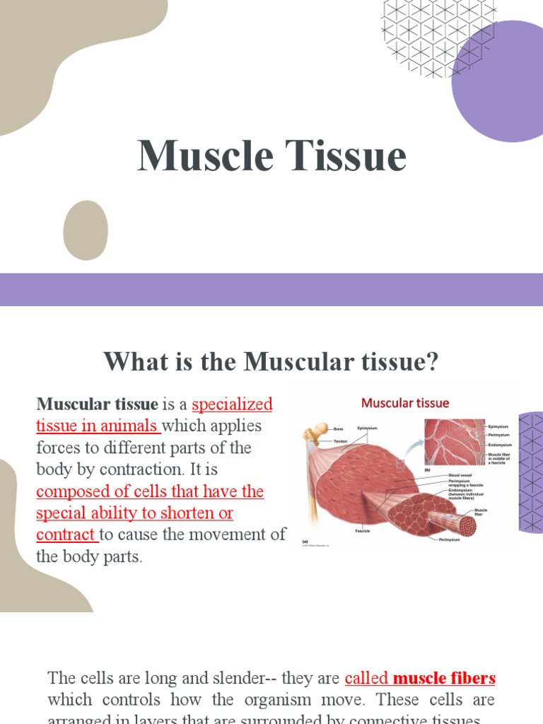 Muscle Tissues | PDF | Skeletal Muscle | Muscle Contraction