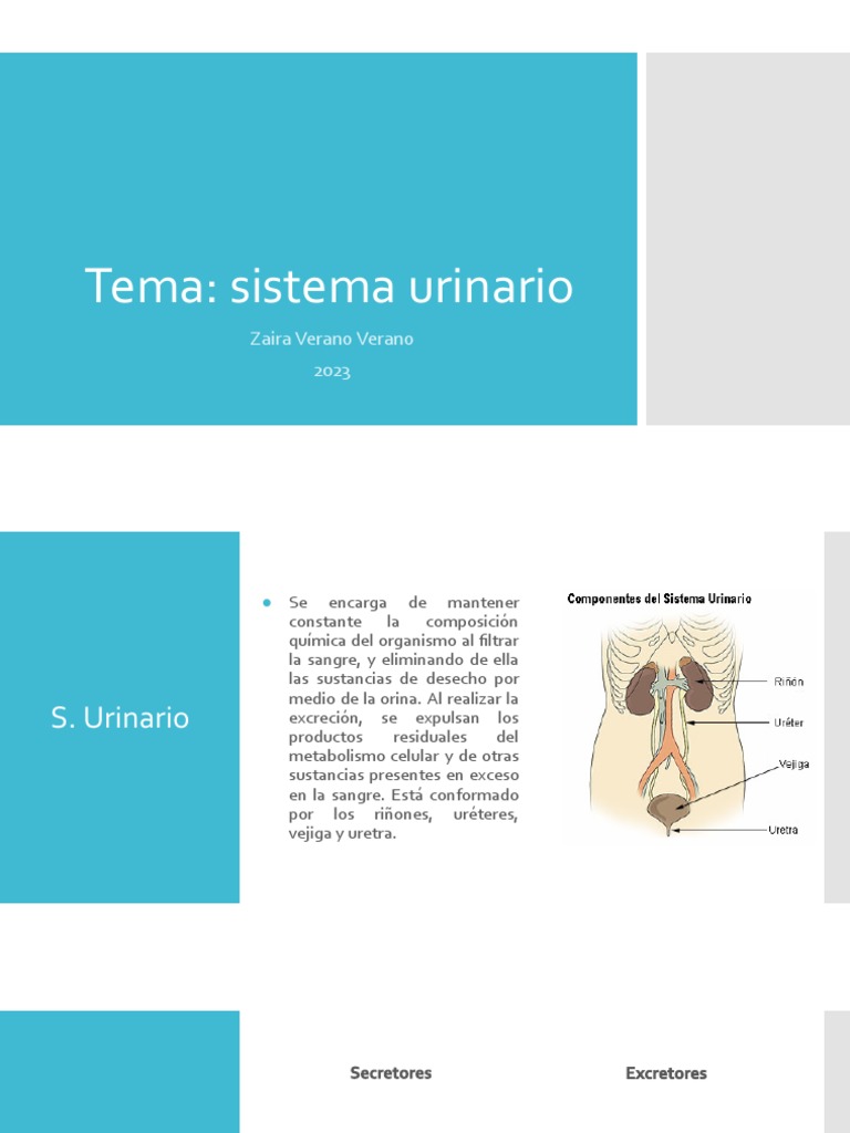 Sistema Urinario | PDF | Riñón | Sistema urinario