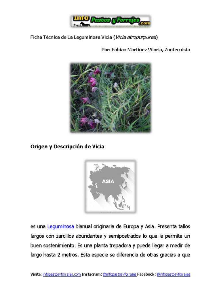 Ficha Técnica de La Leguminosa Vicia (Vicia Atropurpurea) | PDF | Pasto | Agricultura