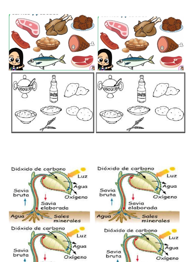 Alimentos Constructores | PDF