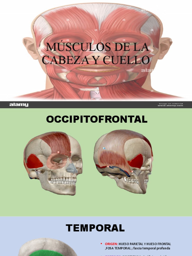 Músculos de La Cabeza y Cuello | PDF | Tejido suave | Sistema musculoesquelético