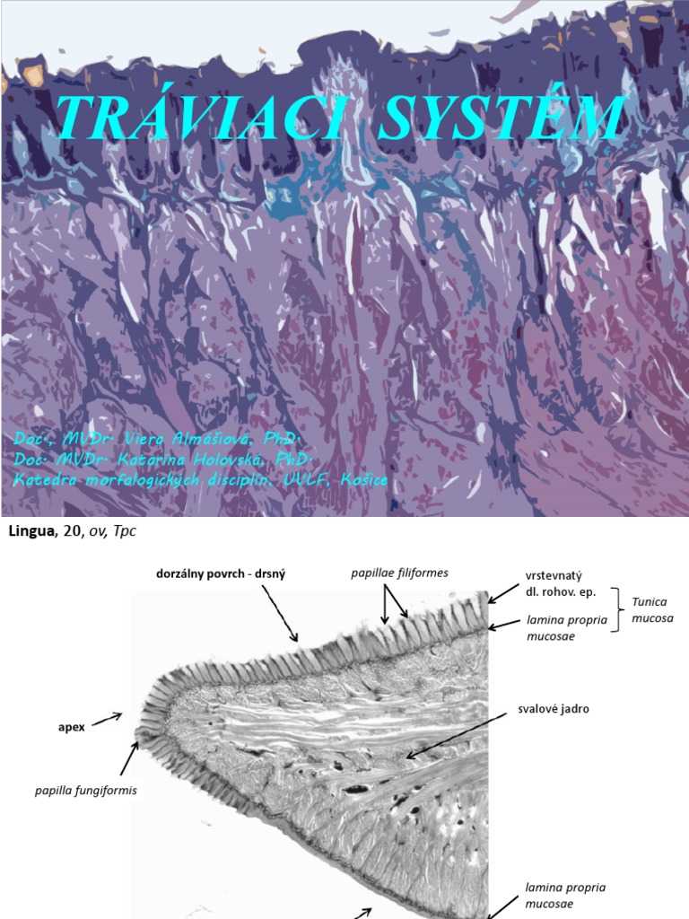Digestive System I | PDF