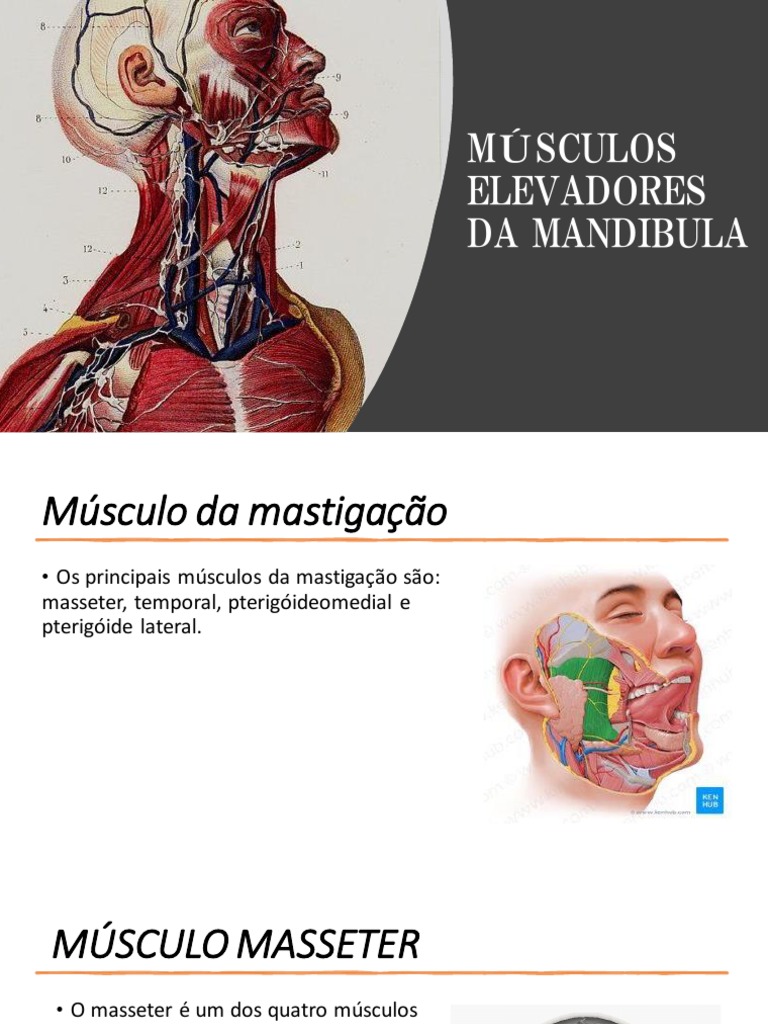 Músculos Elevadores de Mandíbula | PDF | Tecido macio | Anatomia humana
