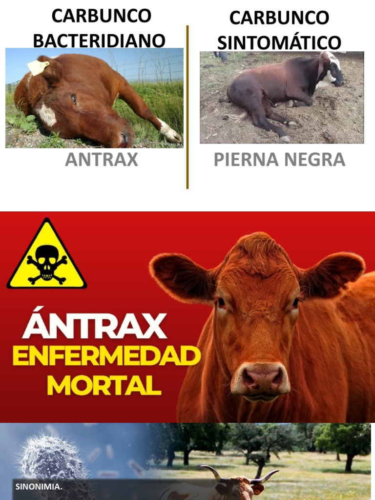 CARBUNCO SINTOMÁTICO | PDF | Ántrax | Especialidades Medicas
