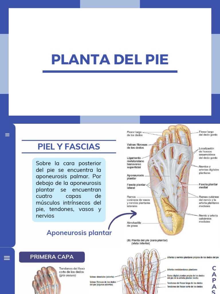 Planta Del Pie | PDF | Anatomía humana | Extremidades (anatomía)