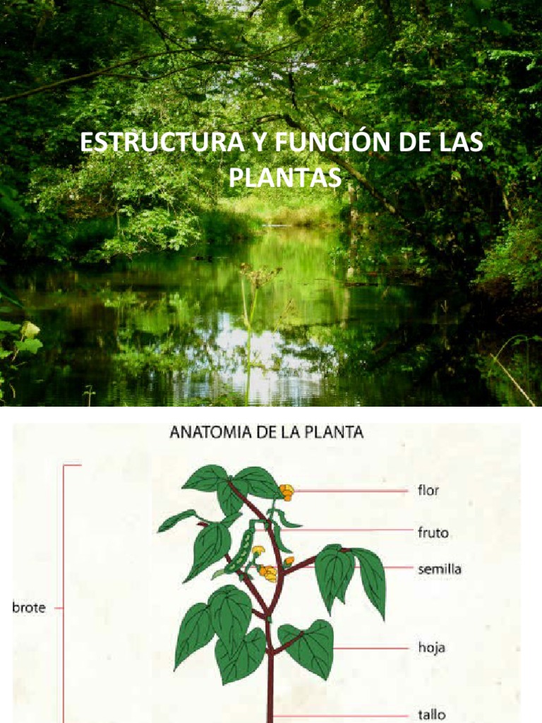 Estructura de Las Plantas | PDF