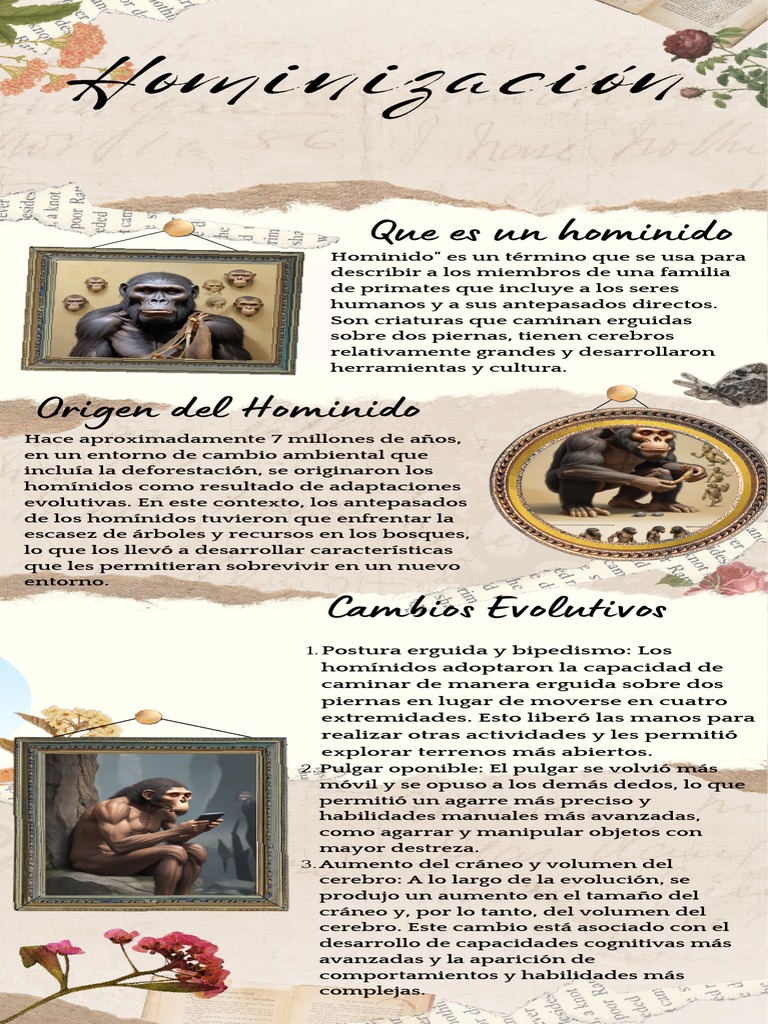 Hominización- Infografia | PDF | Homo | Humano