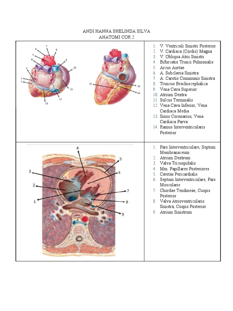Gambar Anatomi Cor | PDF | Órgano (anatomía) | Tórax (anatomía humana)