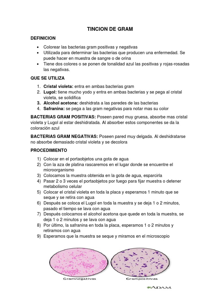 Tincion de Gram | PDF